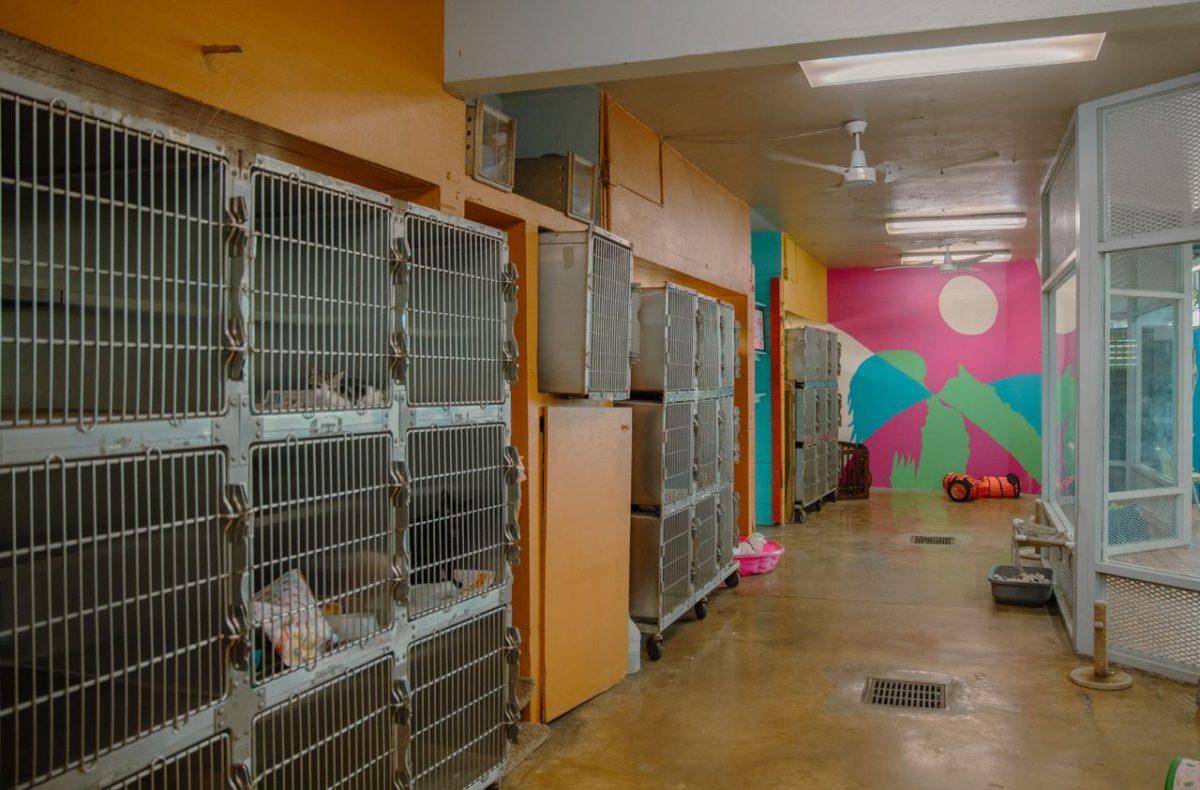 Centro de Protección & Adopción de Animales - Municipio de San Juan